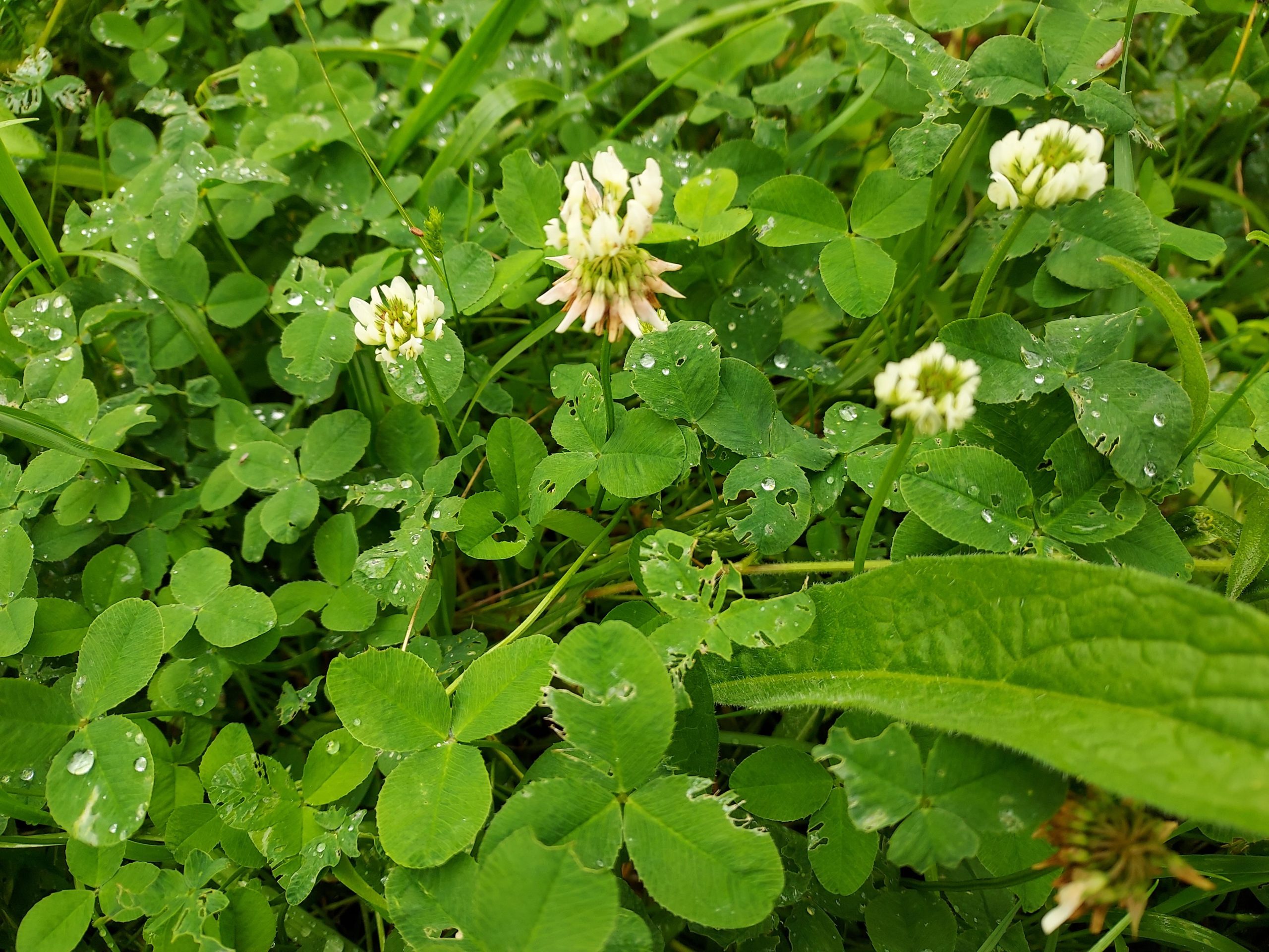 In clover - CPRE Bedfordshire