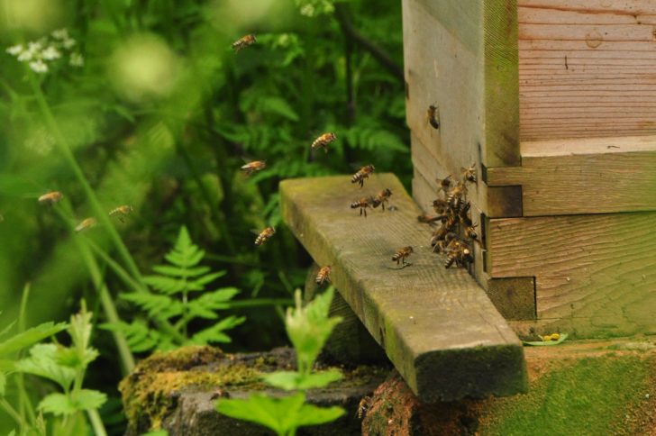 Photo essay - wildflowers and the Living Countryside Awards - CPRE ...