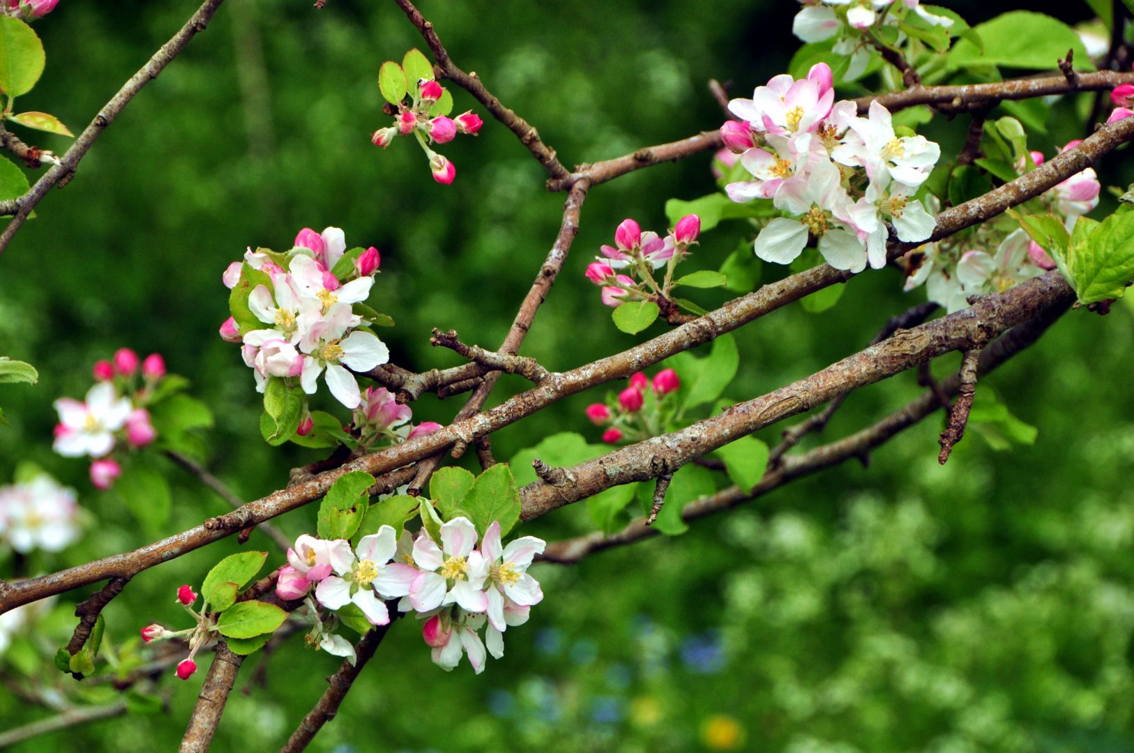 Photo essay - wildflowers and the Living Countryside Awards - CPRE ...