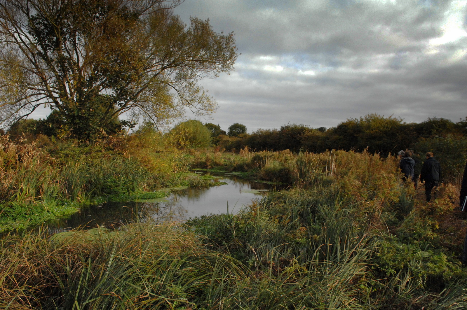 Celebrating Stotfold Watermill Local Nature Reserve - CPRE Bedfordshire