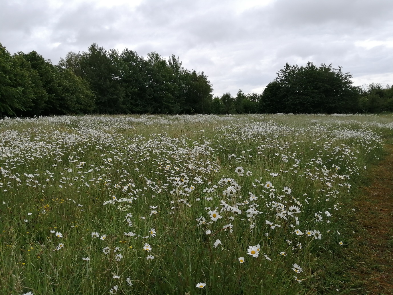 Celebrating Stotfold Watermill Local Nature Reserve - CPRE Bedfordshire