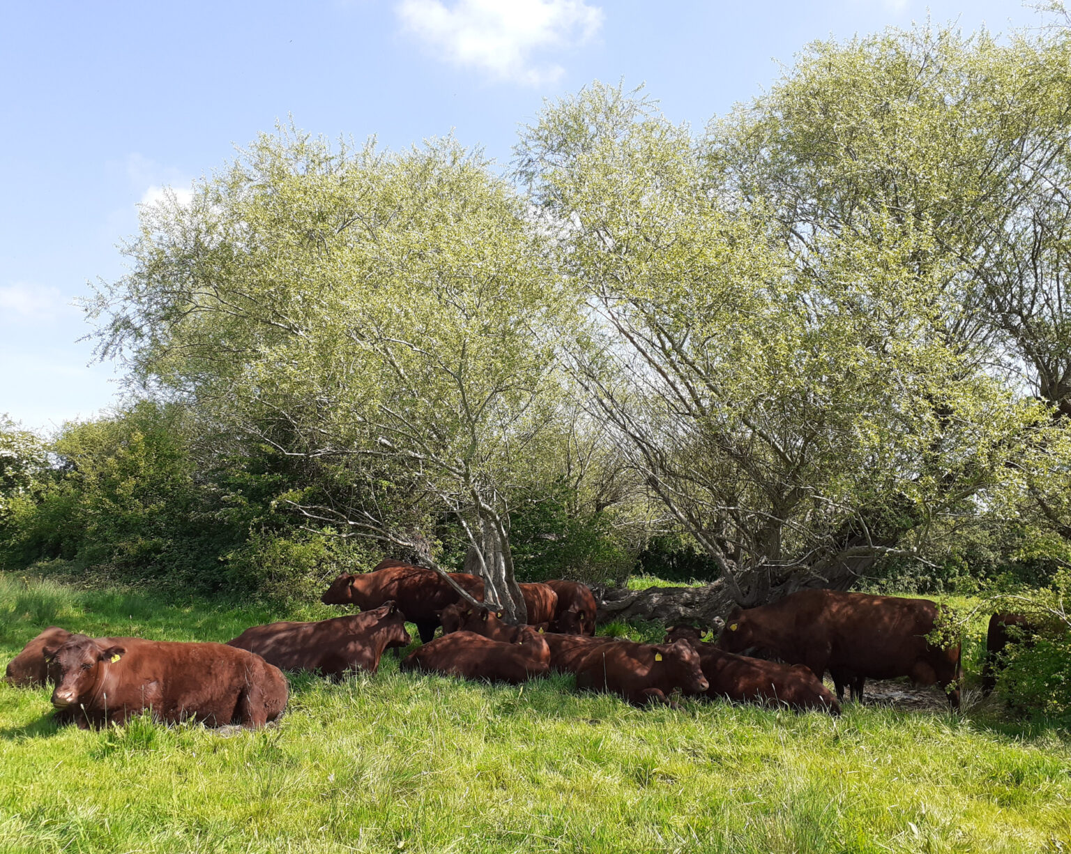 Celebrating sustainable farming - CPRE Bedfordshire
