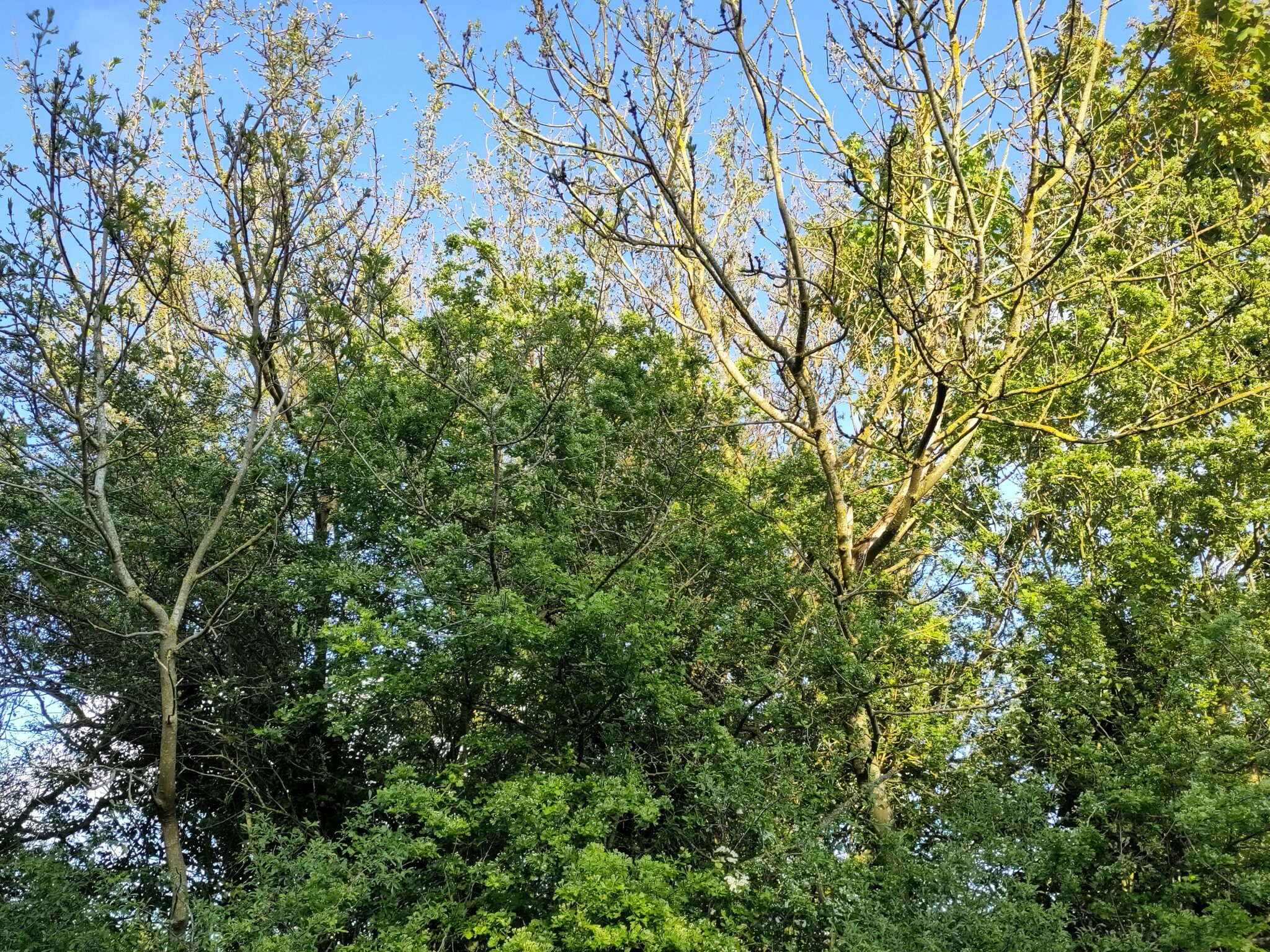 Celebrating hedgerows - CPRE Bedfordshire