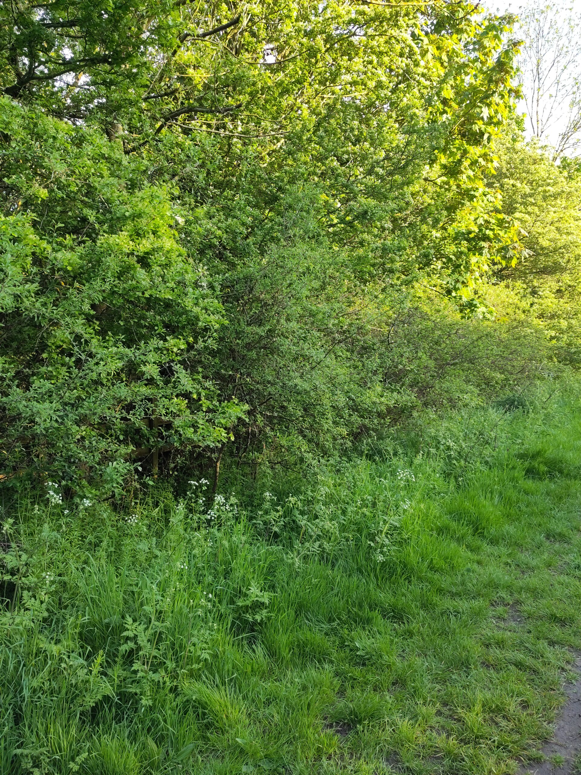 Celebrating hedgerows - CPRE Bedfordshire