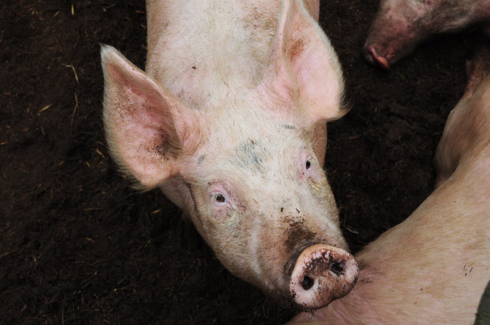 Inspiring the next generation - CPRE Bedfordshire