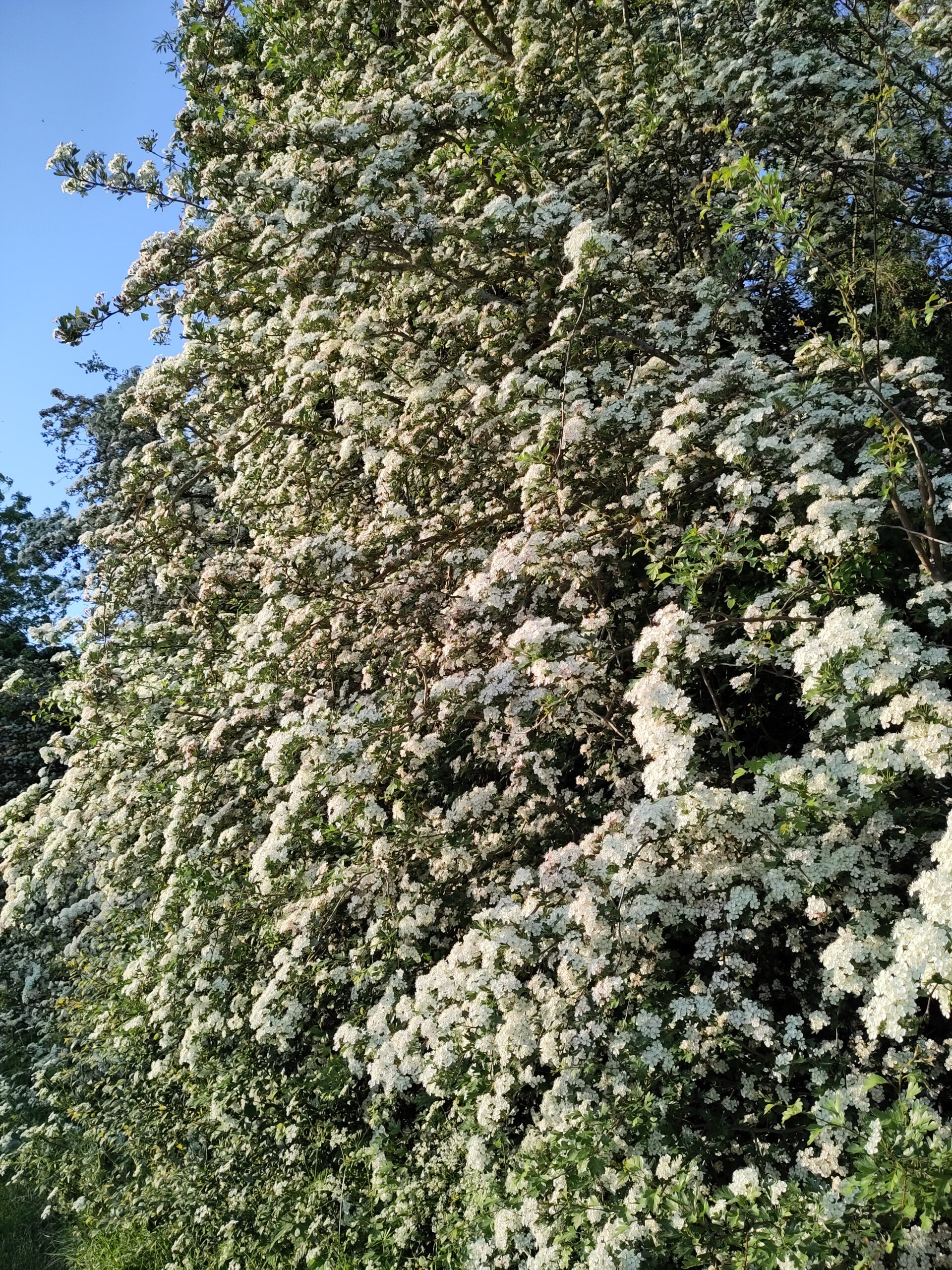 What is a hedgerow? - CPRE Bedfordshire