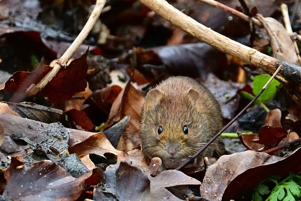 Hedgerow fact file: wildlife heroes - CPRE Bedfordshire