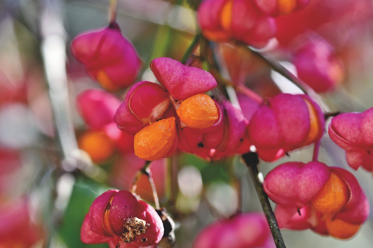 Hedgerow fact file: wildlife heroes - CPRE Bedfordshire