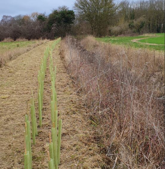 What is a hedgerow? - CPRE Bedfordshire